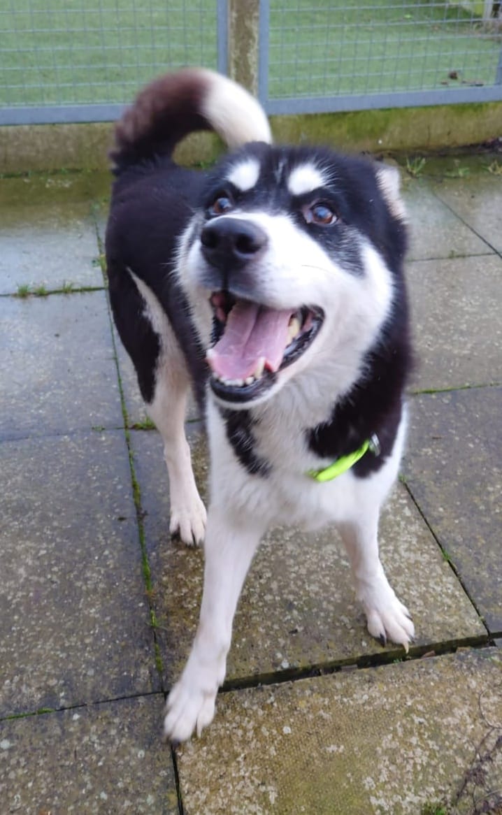 Dogs For Adoption in Sheffield | The Cliffe Kennels