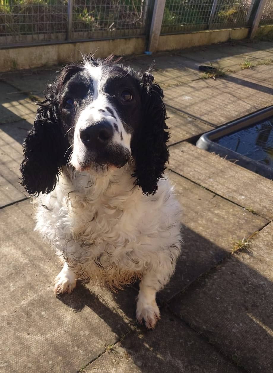 Dogs For Adoption in Sheffield | The Cliffe Kennels