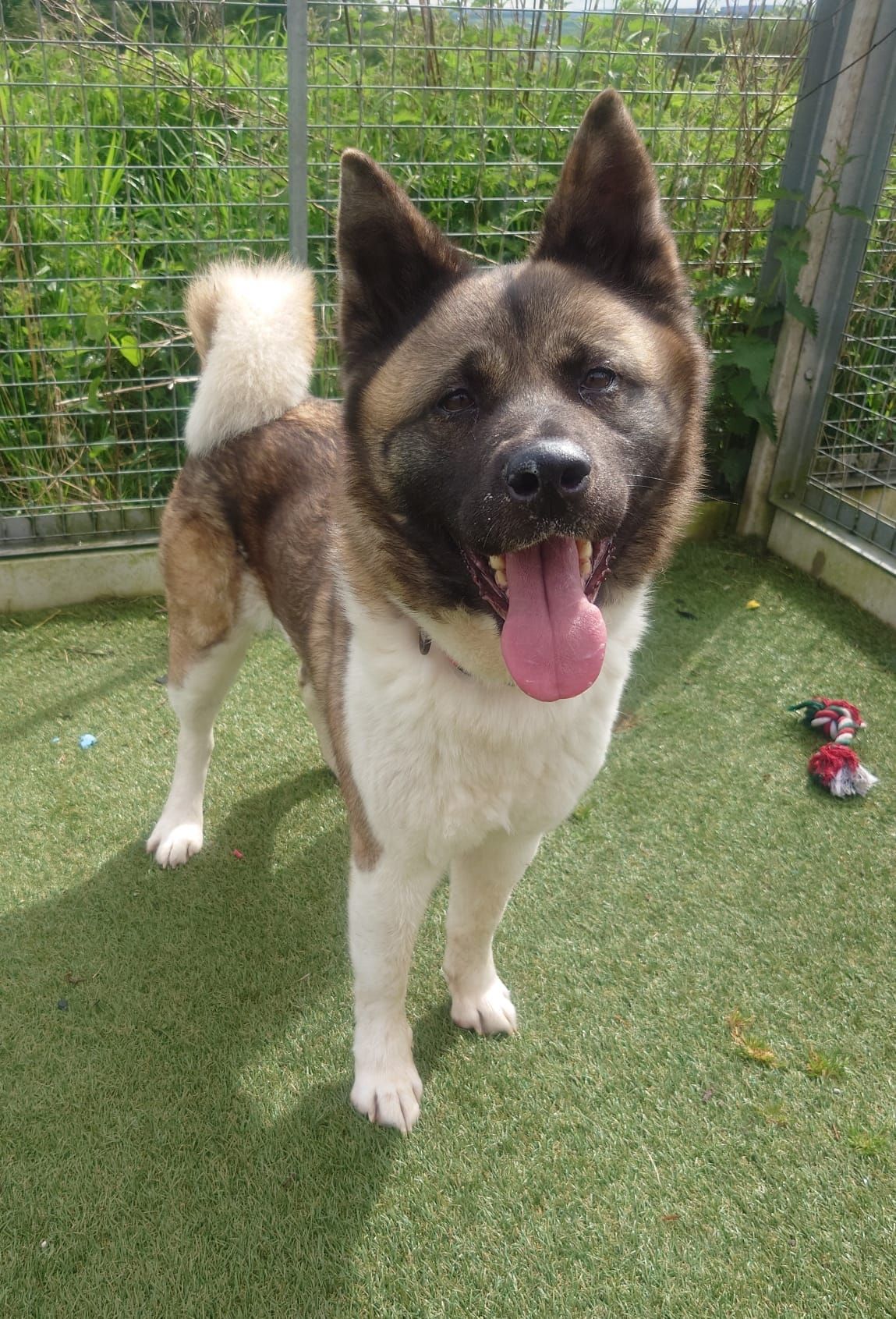 Dogs For Adoption in Sheffield | The Cliffe Kennels