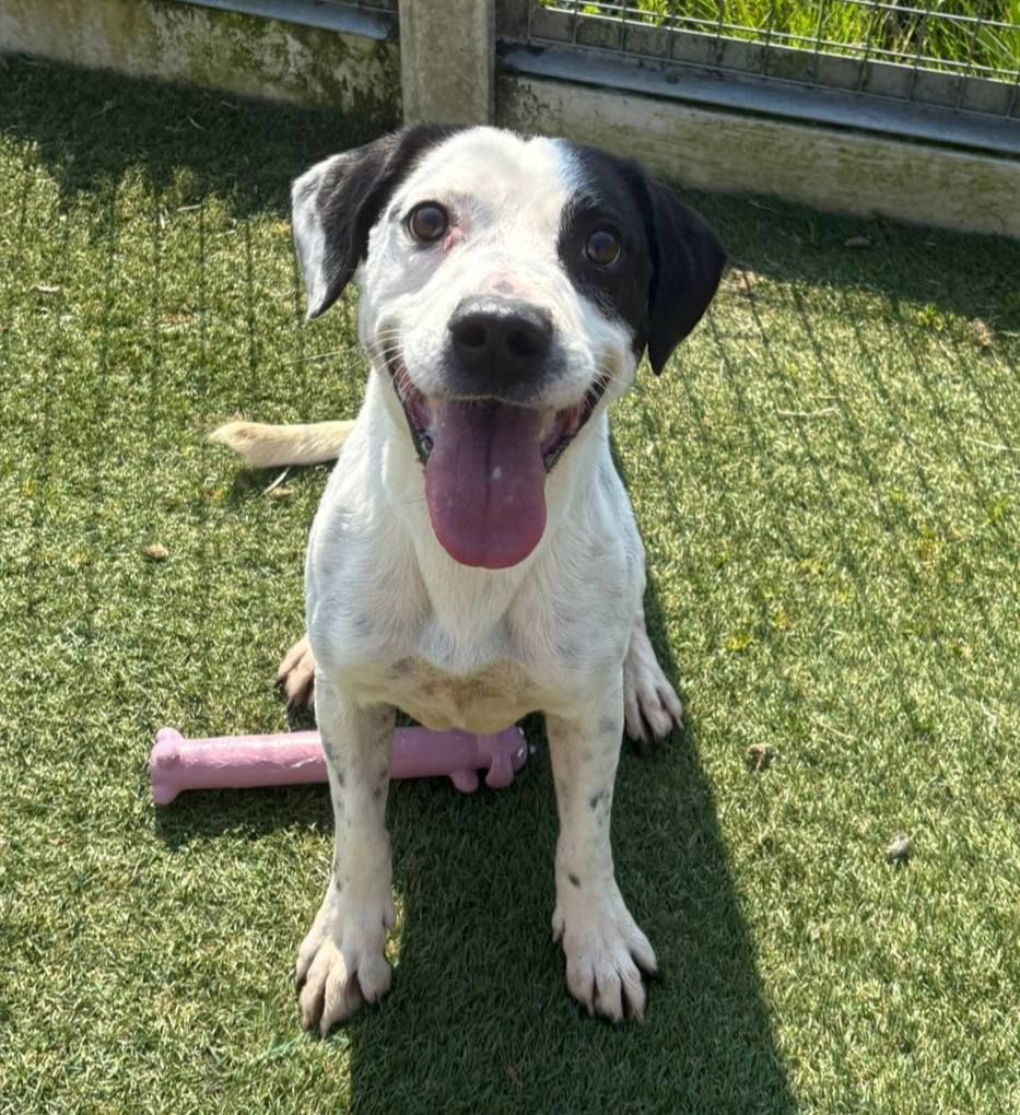 Dogs For Adoption in Sheffield | The Cliffe Kennels