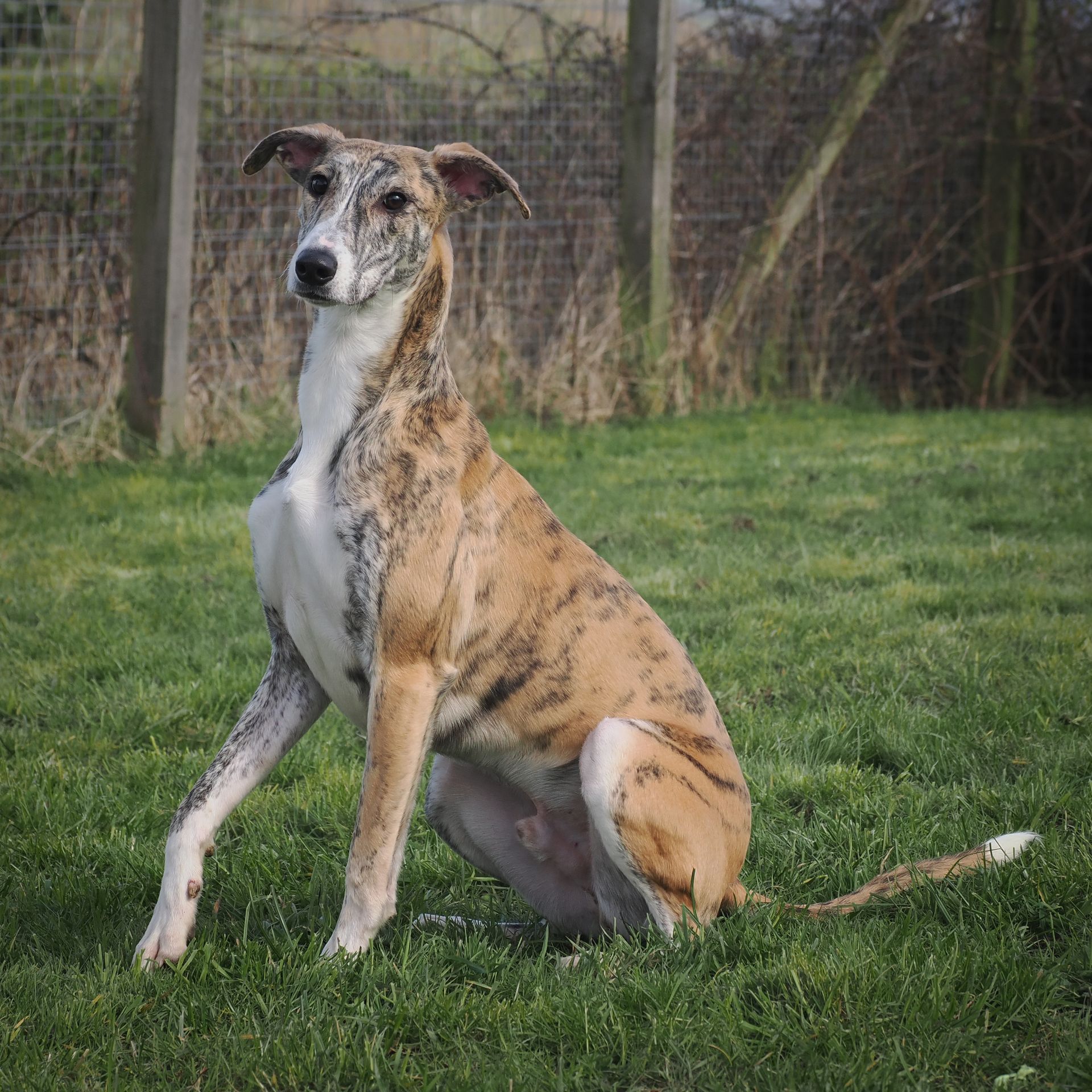 Dogs For Adoption in Sheffield | The Cliffe Kennels