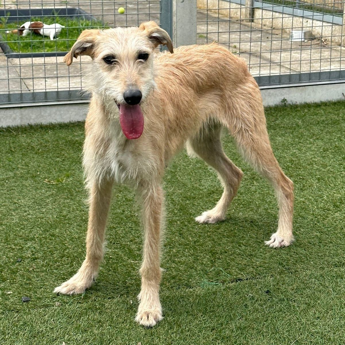 Dogs For Adoption in Sheffield | The Cliffe Kennels