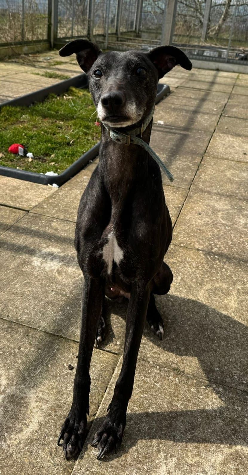 Dogs For Adoption in Sheffield | The Cliffe Kennels