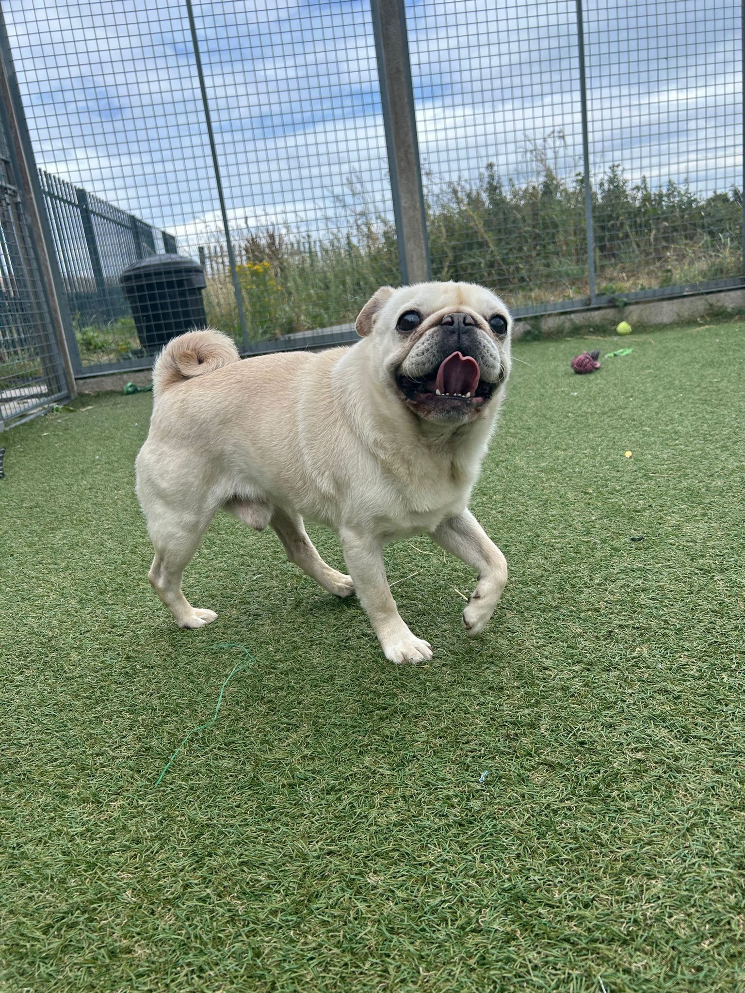 Dogs For Adoption in Sheffield | The Cliffe Kennels