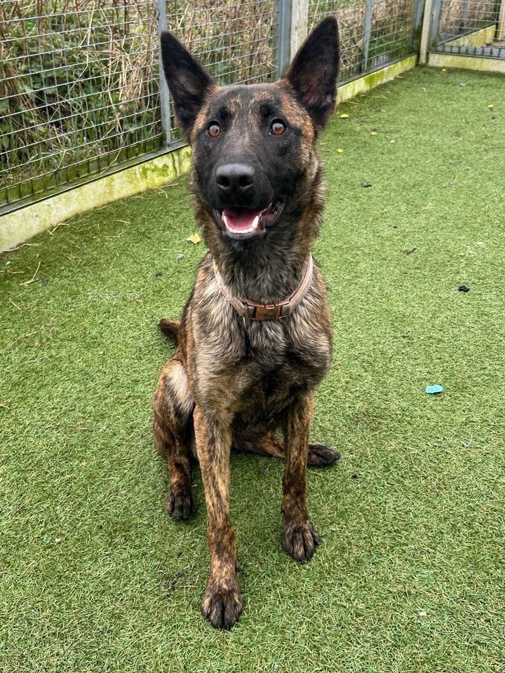 Dogs For Adoption in Sheffield | The Cliffe Kennels