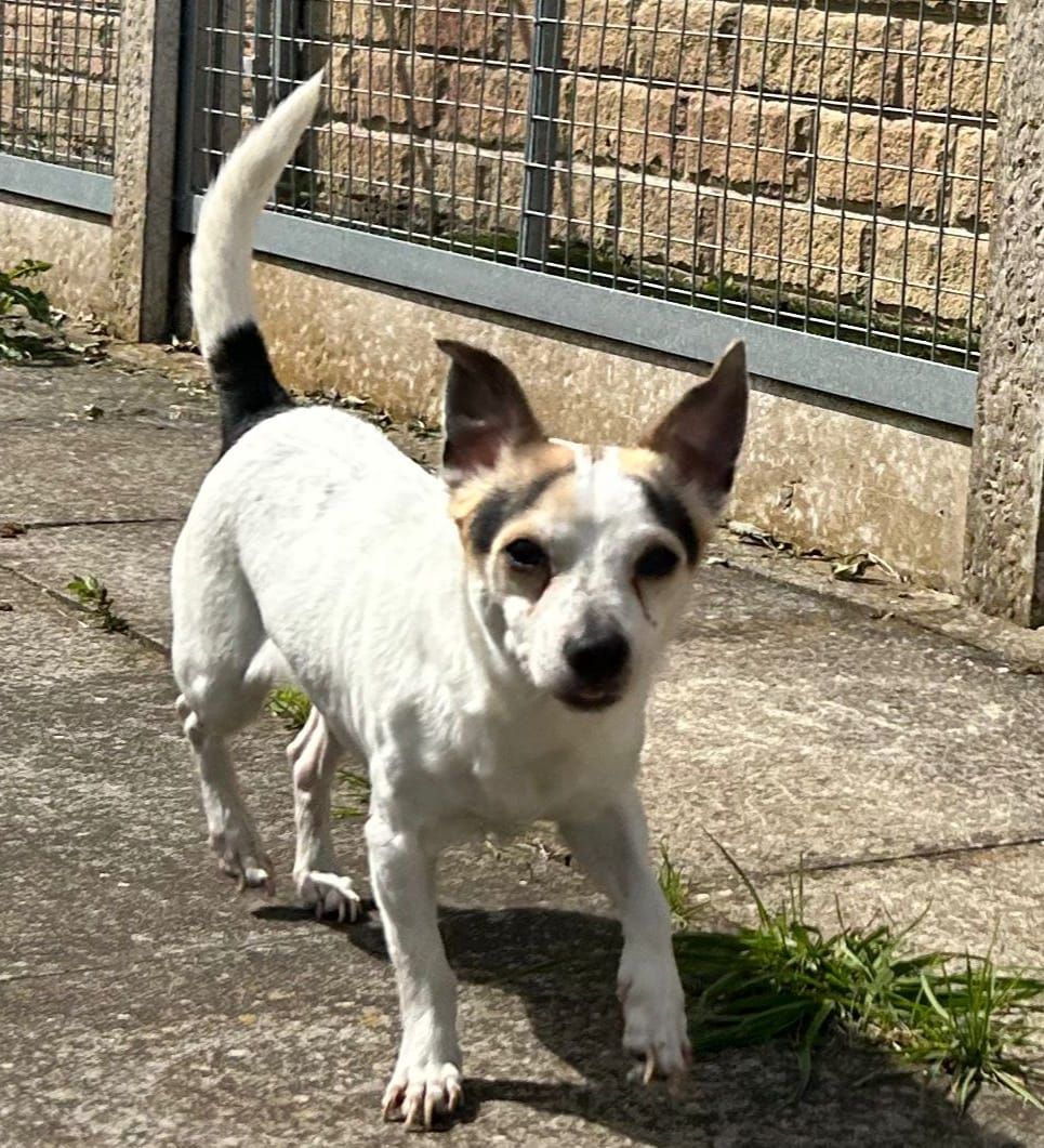 Dogs For Adoption in Sheffield | The Cliffe Kennels