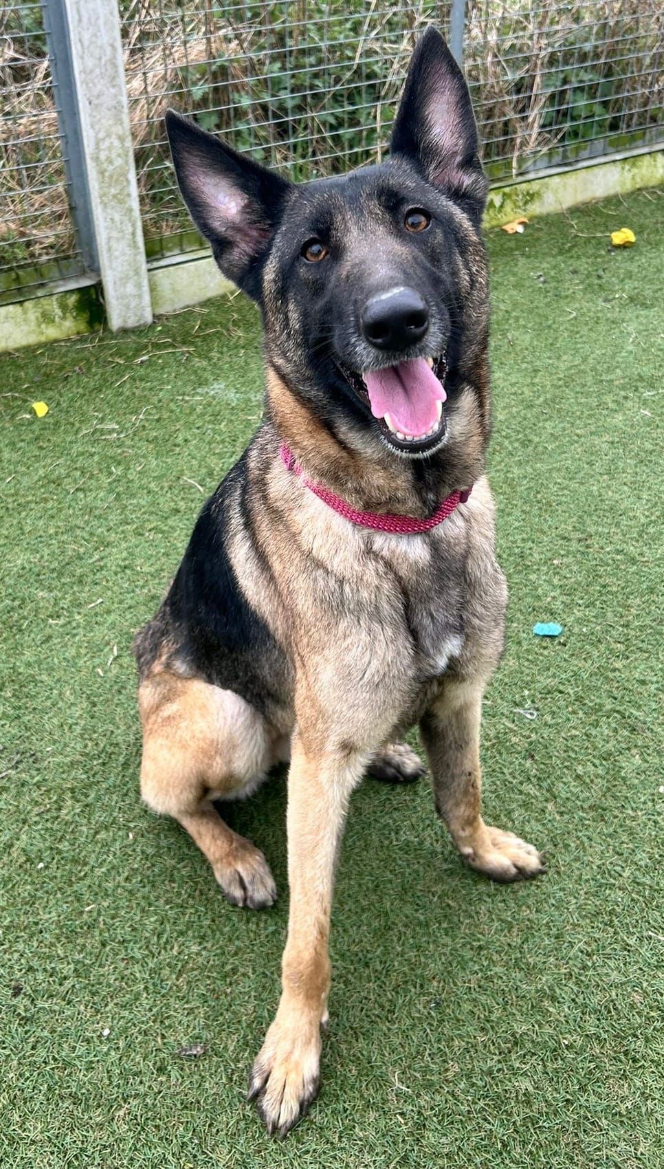 Dogs For Adoption in Sheffield | The Cliffe Kennels