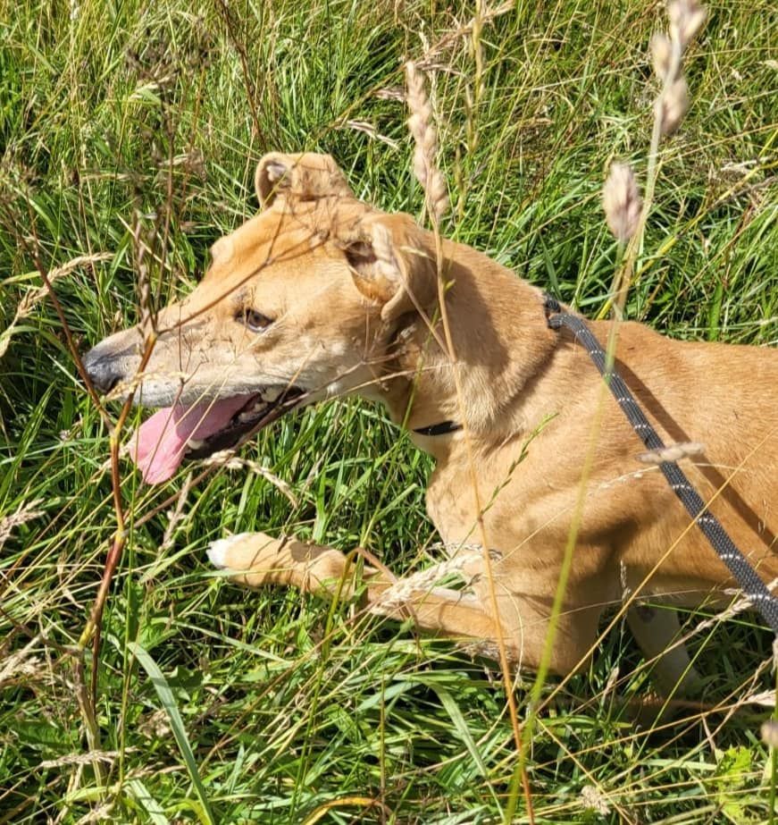 Dogs For Adoption in Sheffield | The Cliffe Kennels