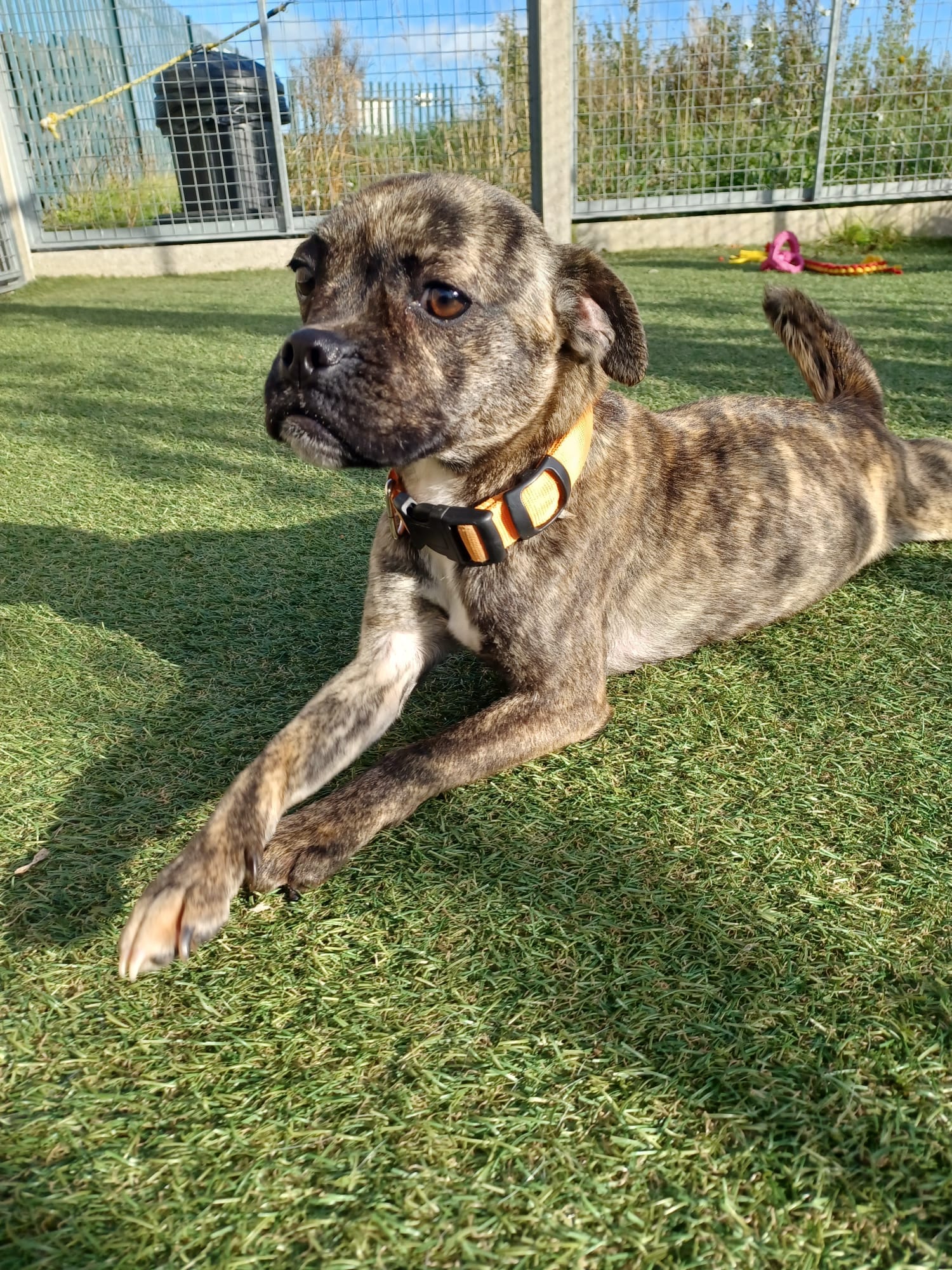 Dogs For Adoption in Sheffield | The Cliffe Kennels