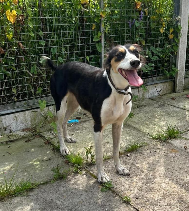 Dogs For Adoption in Sheffield | The Cliffe Kennels