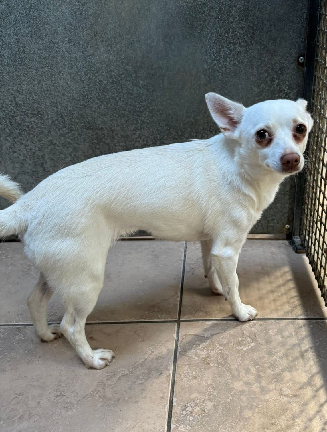 Dogs For Adoption in Sheffield | The Cliffe Kennels