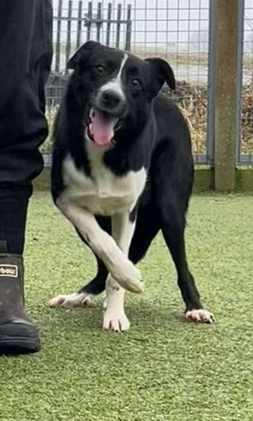 Dogs For Adoption in Sheffield | The Cliffe Kennels