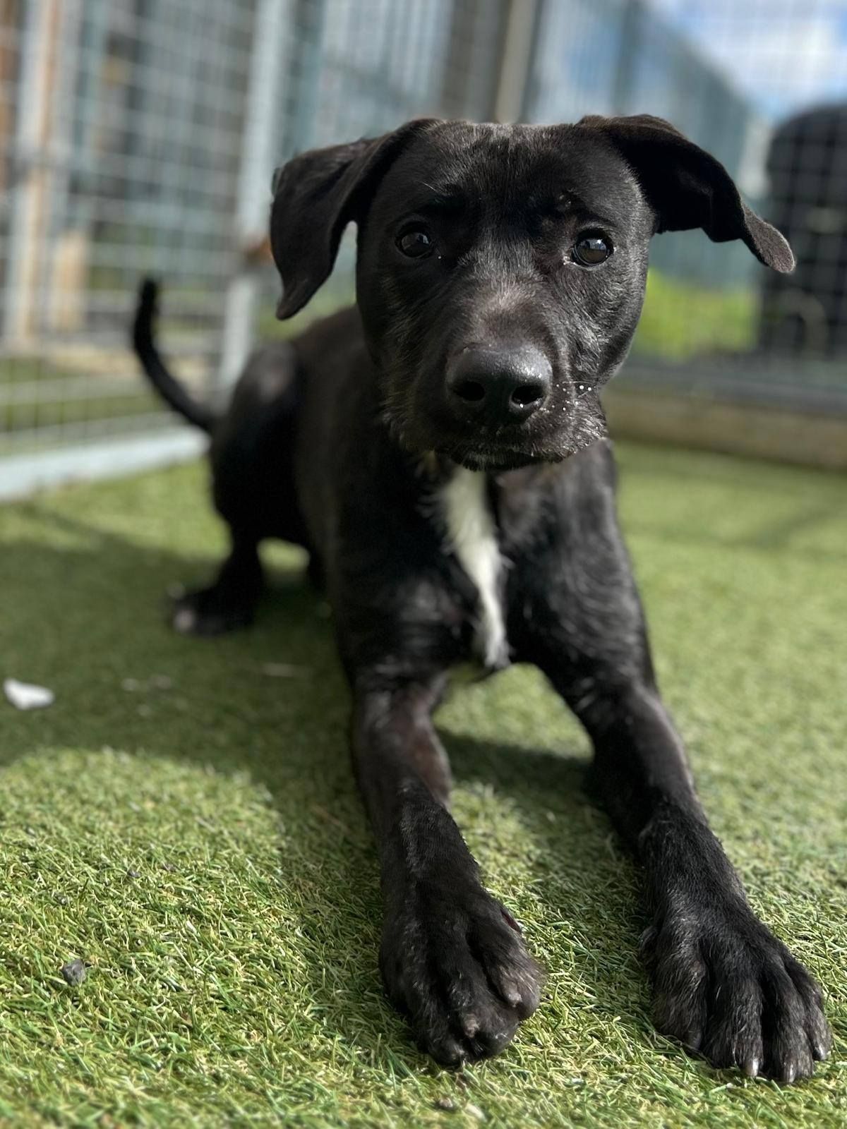 Dogs For Adoption in Sheffield | The Cliffe Kennels