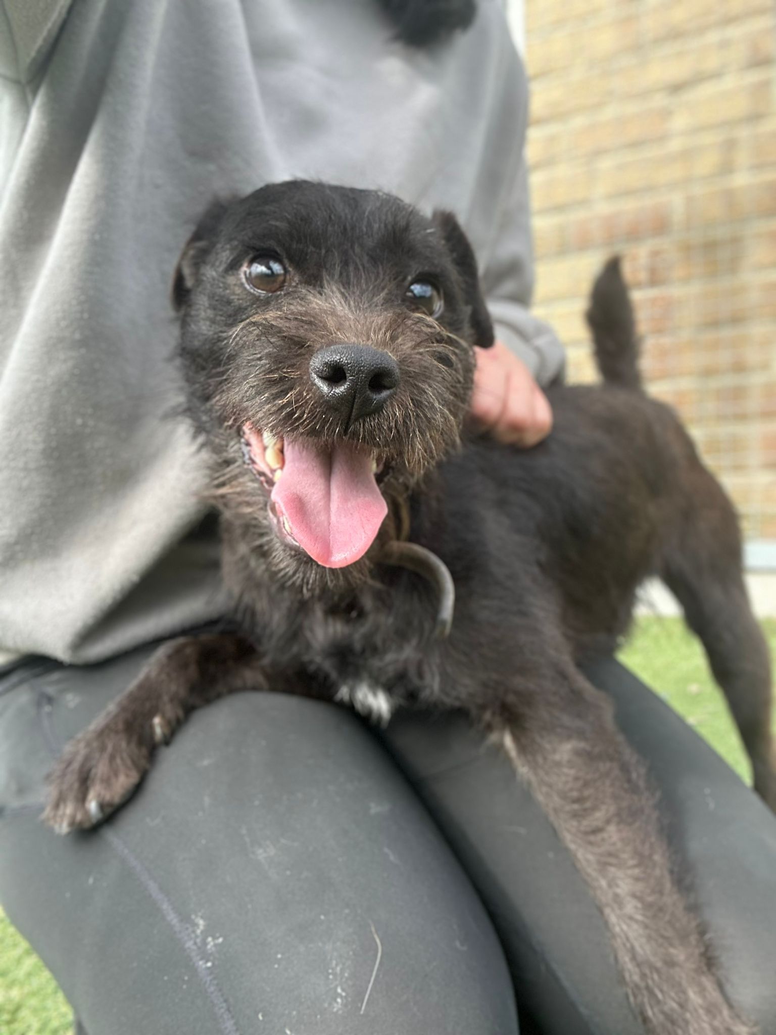 Dogs For Adoption in Sheffield | The Cliffe Kennels