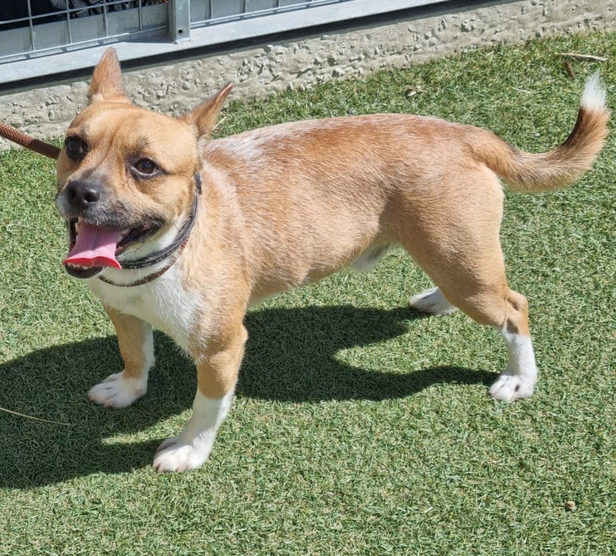 Dogs For Adoption in Sheffield | The Cliffe Kennels