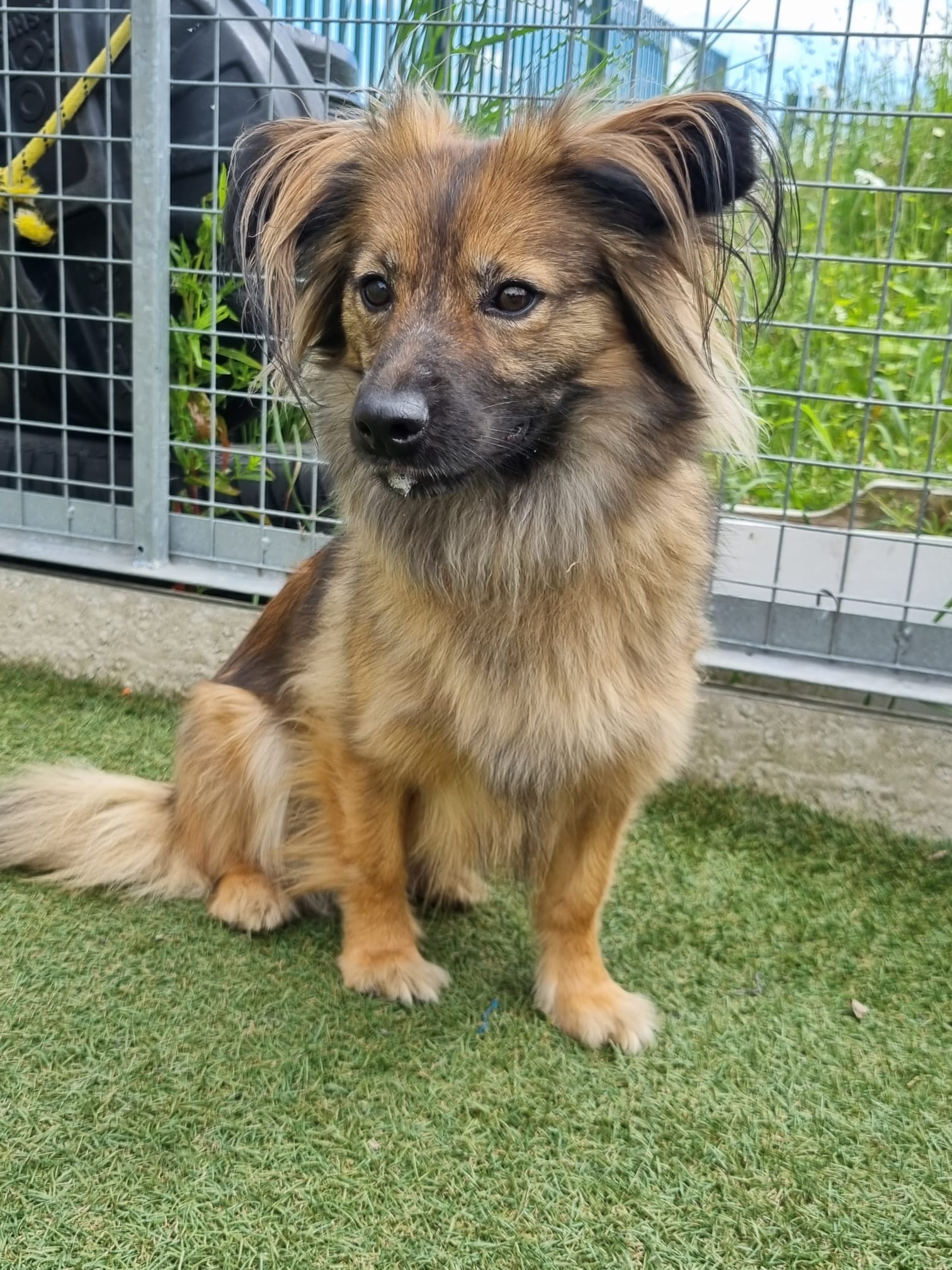 Dogs For Adoption in Sheffield | The Cliffe Kennels