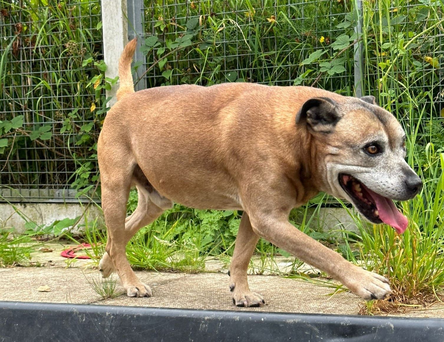 Dogs For Adoption in Sheffield | The Cliffe Kennels