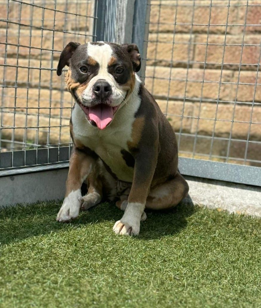 Dogs For Adoption in Sheffield | The Cliffe Kennels