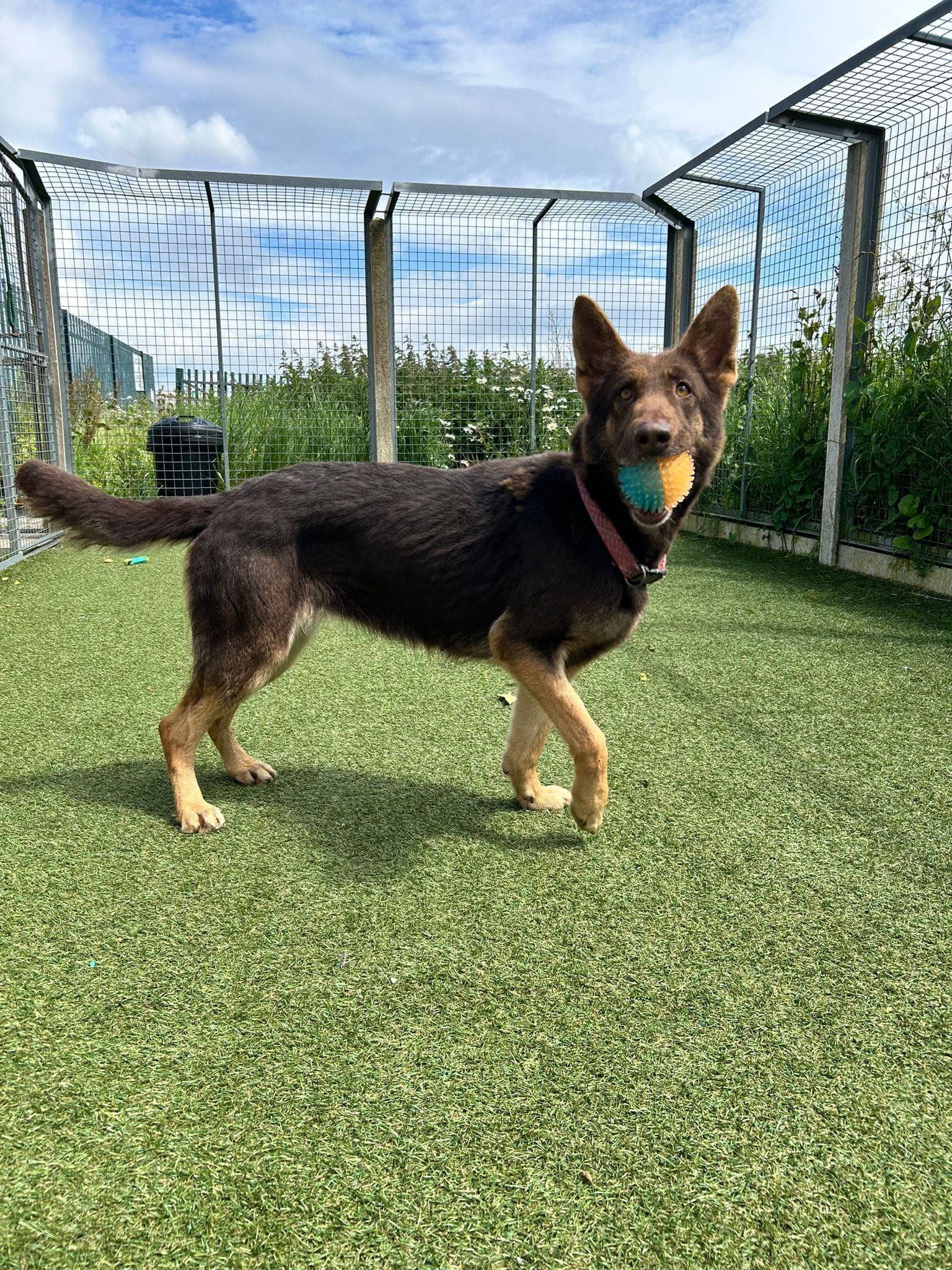 Dogs For Adoption in Sheffield | The Cliffe Kennels
