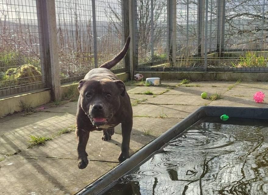 Dogs For Adoption in Sheffield | The Cliffe Kennels