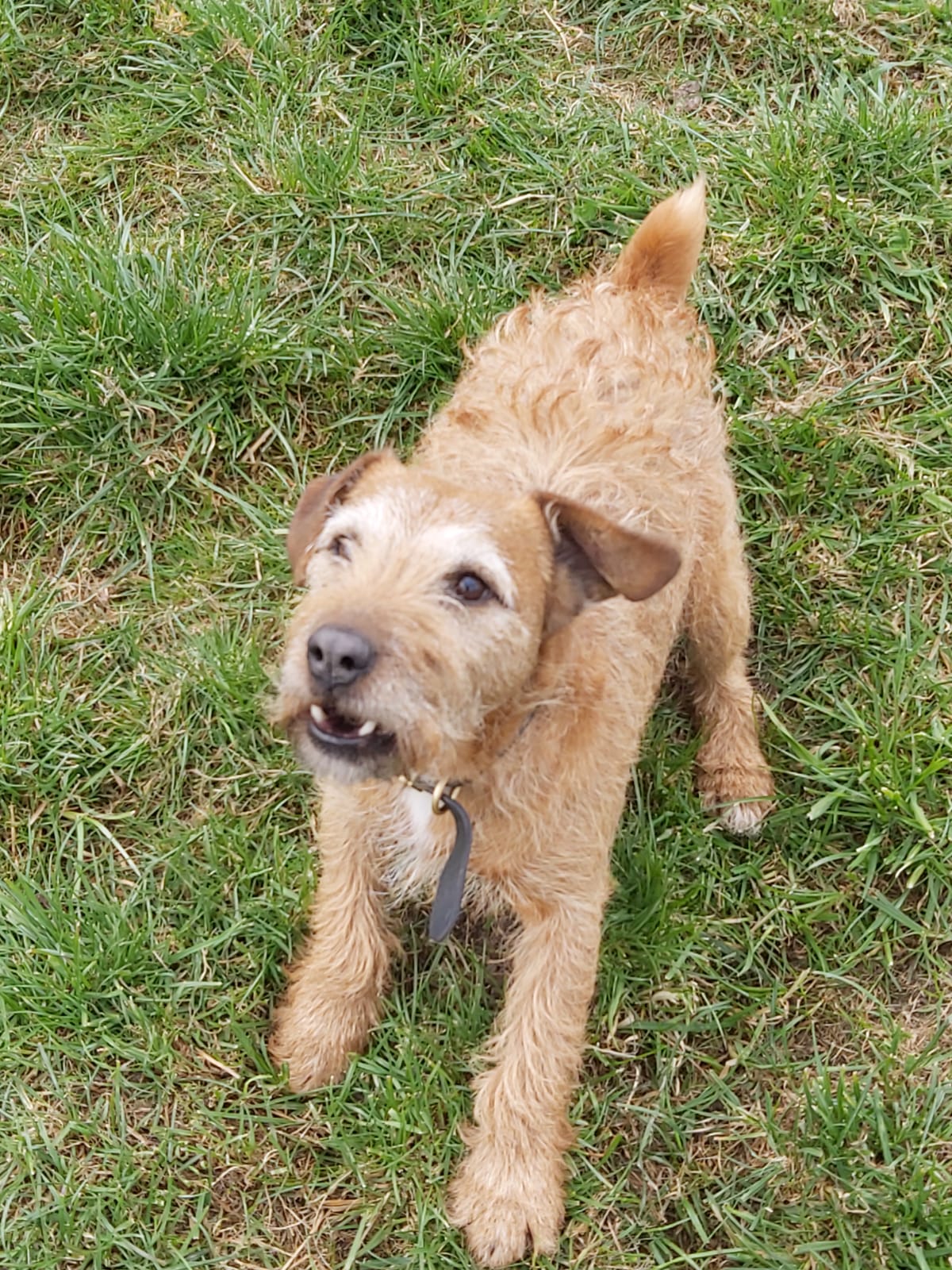 Boarding Kennels | The Cliffe Kennels