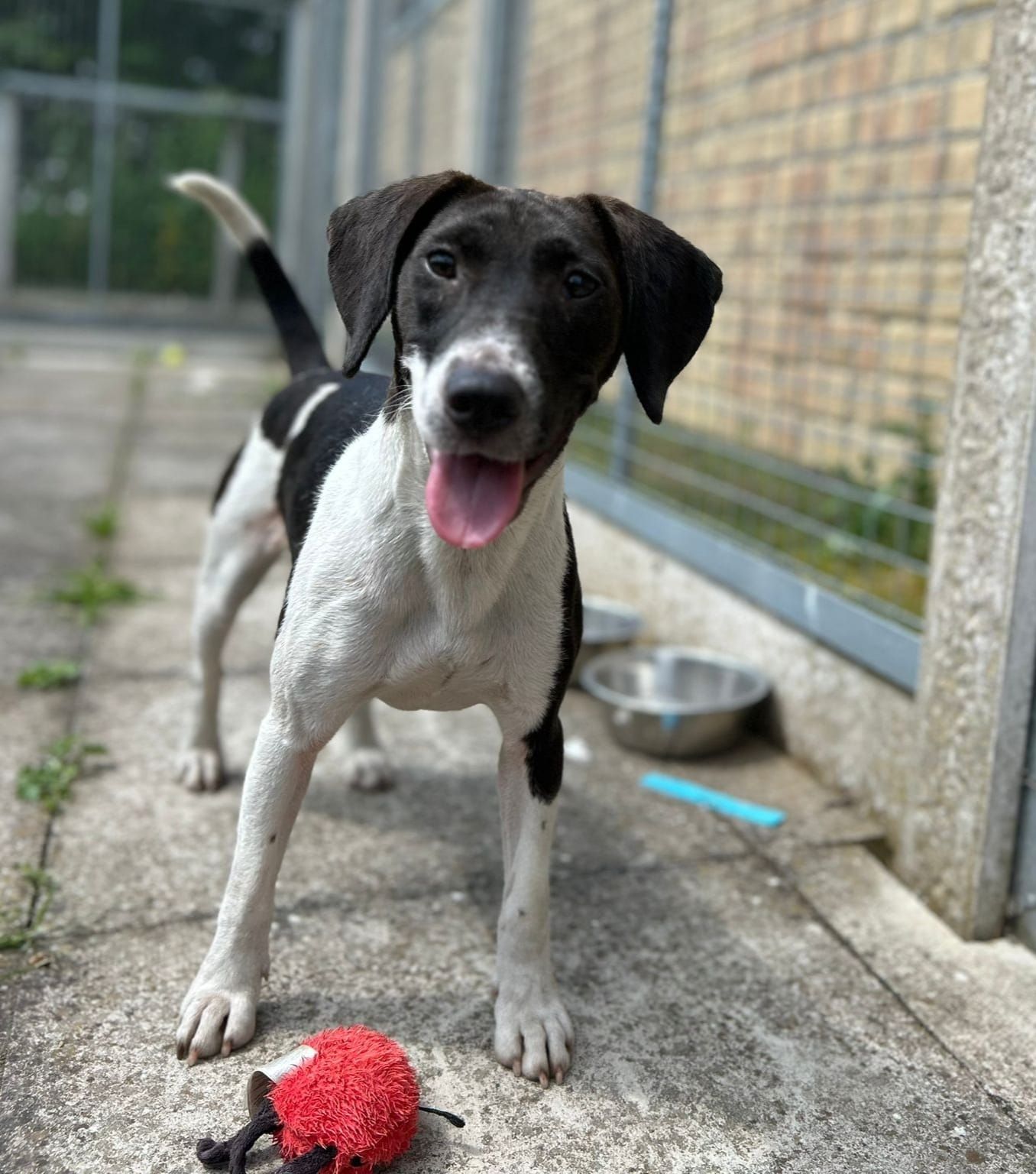 Dogs For Adoption in Sheffield | The Cliffe Kennels