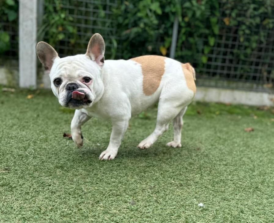 Dogs For Adoption in Sheffield | The Cliffe Kennels