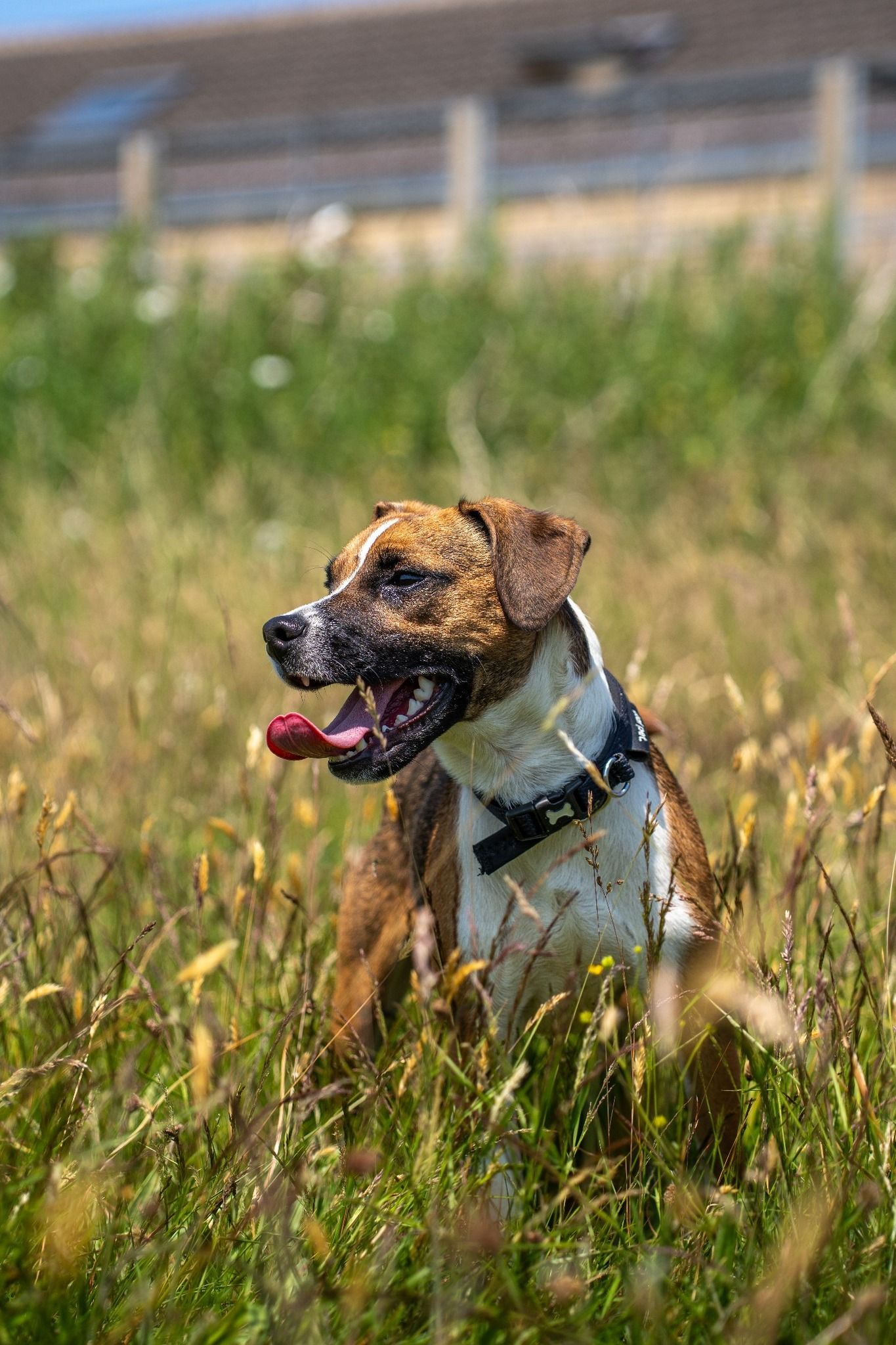 Dogs For Adoption in Sheffield | The Cliffe Kennels