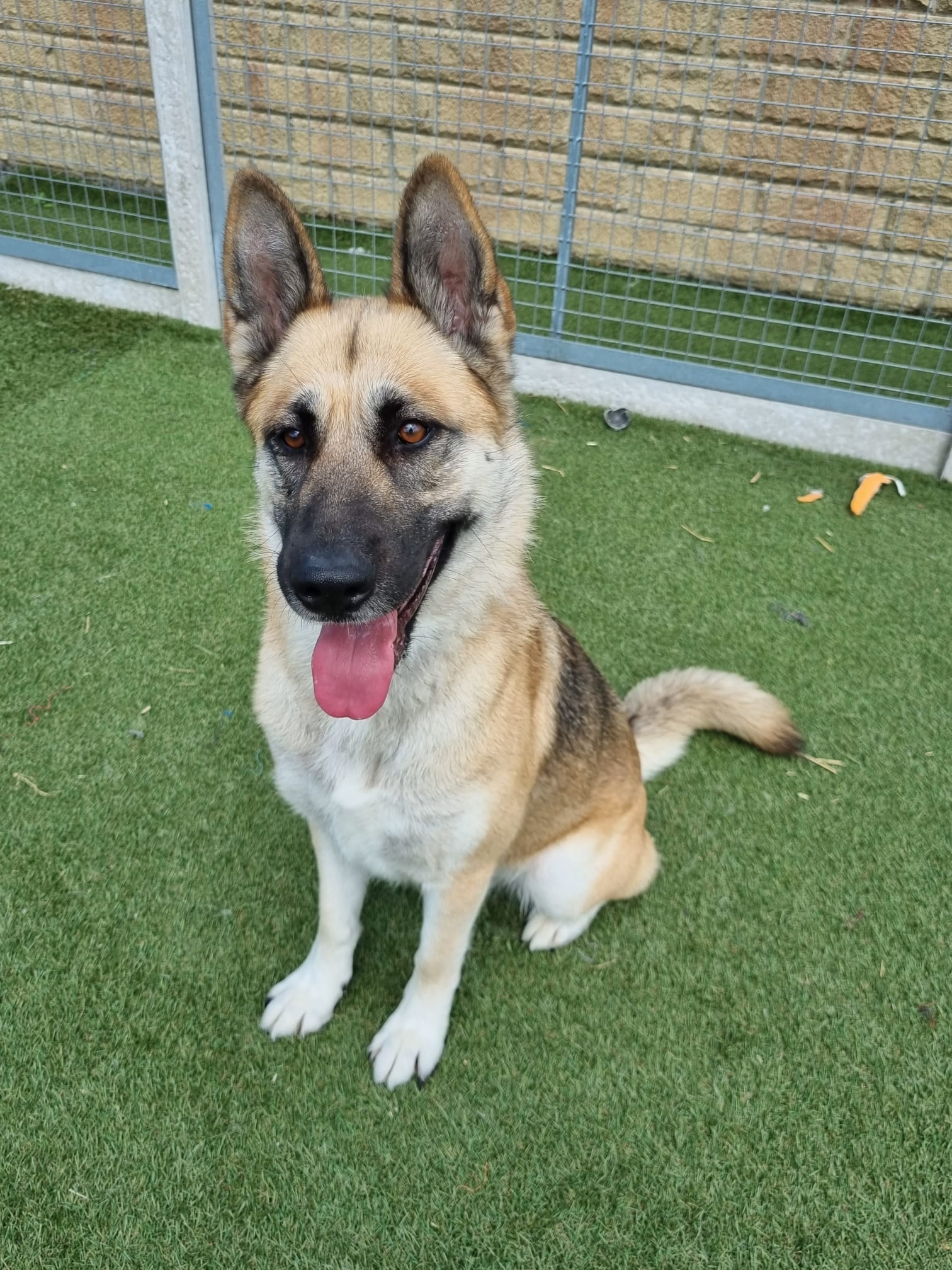 Dogs For Adoption in Sheffield | The Cliffe Kennels