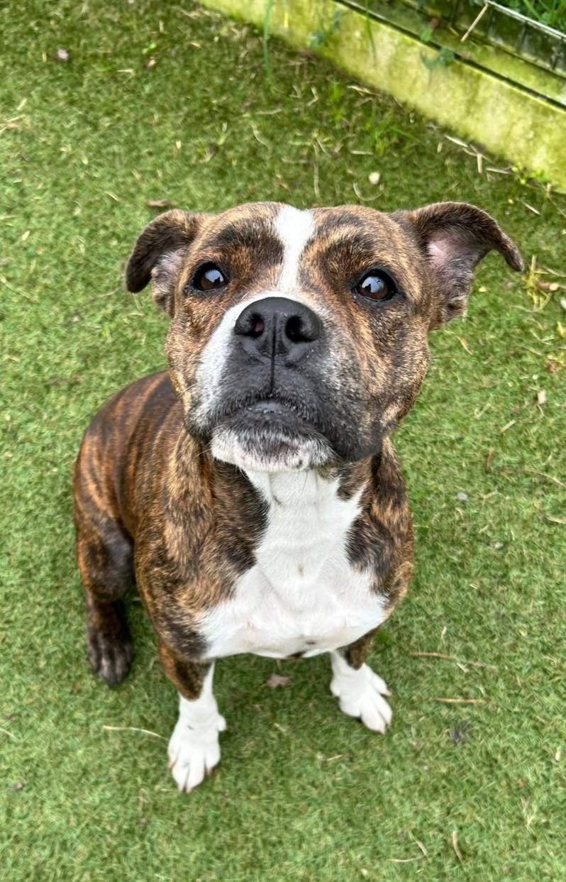 Dogs For Adoption in Sheffield | The Cliffe Kennels