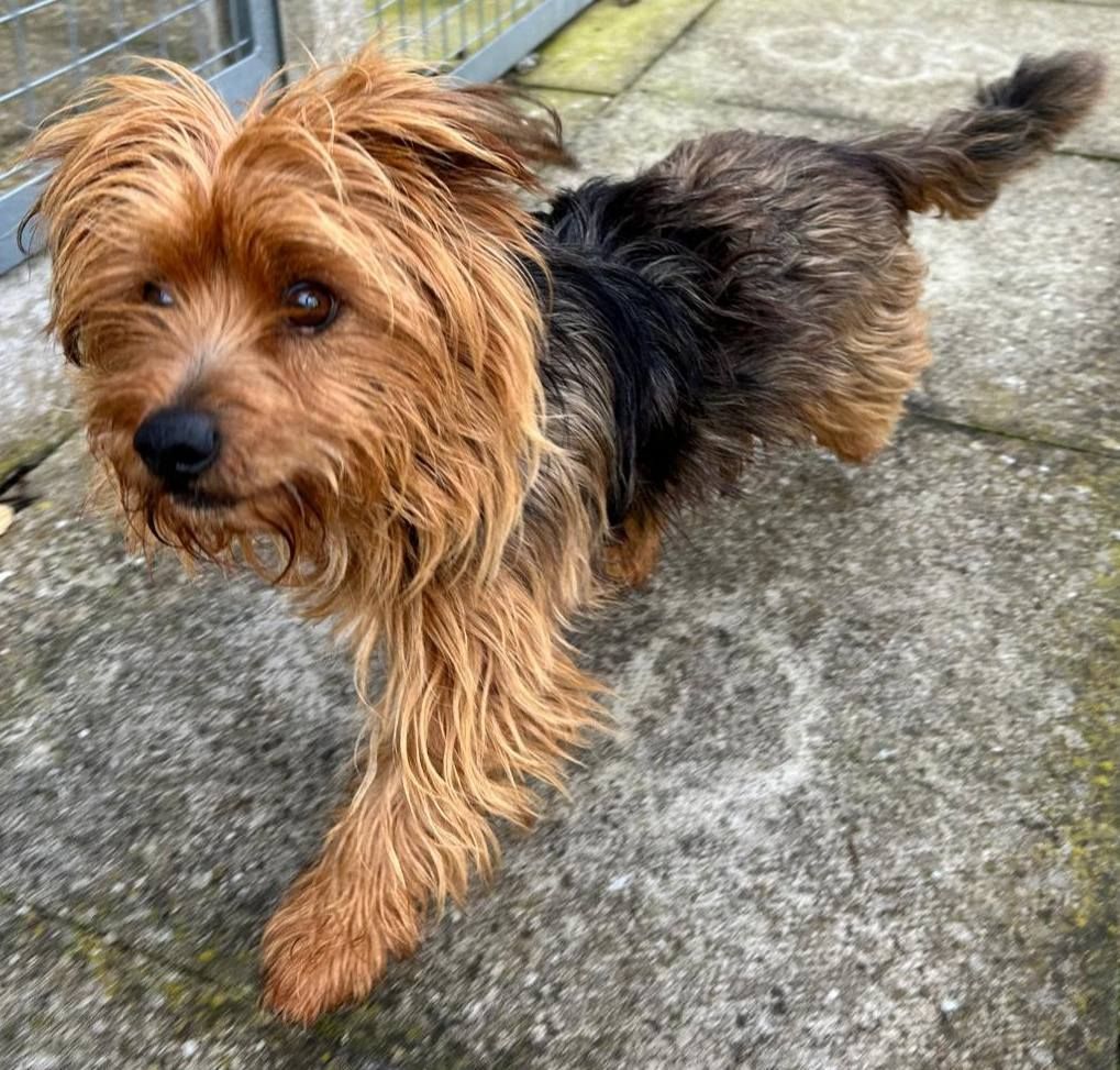 Dogs For Adoption in Sheffield | The Cliffe Kennels