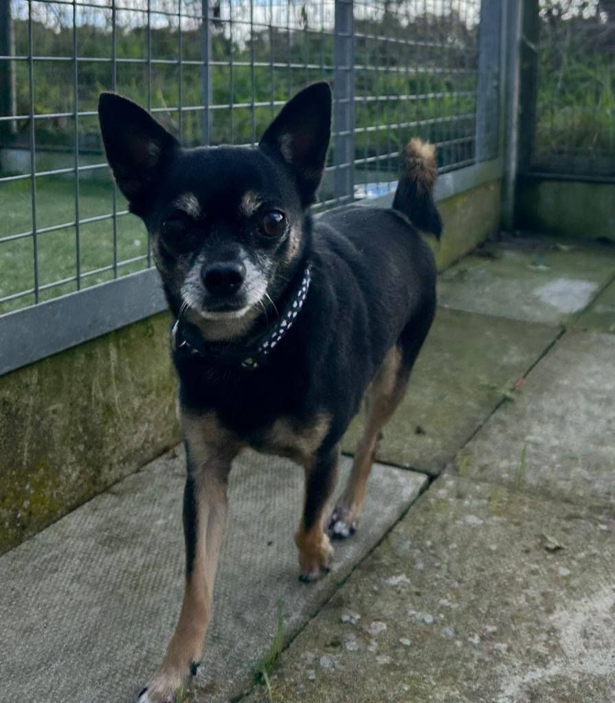 Dogs For Adoption in Sheffield | The Cliffe Kennels