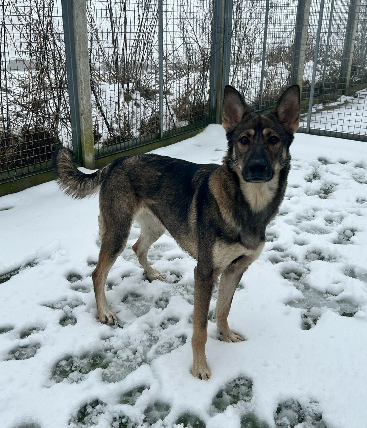 Dogs For Adoption in Sheffield | The Cliffe Kennels