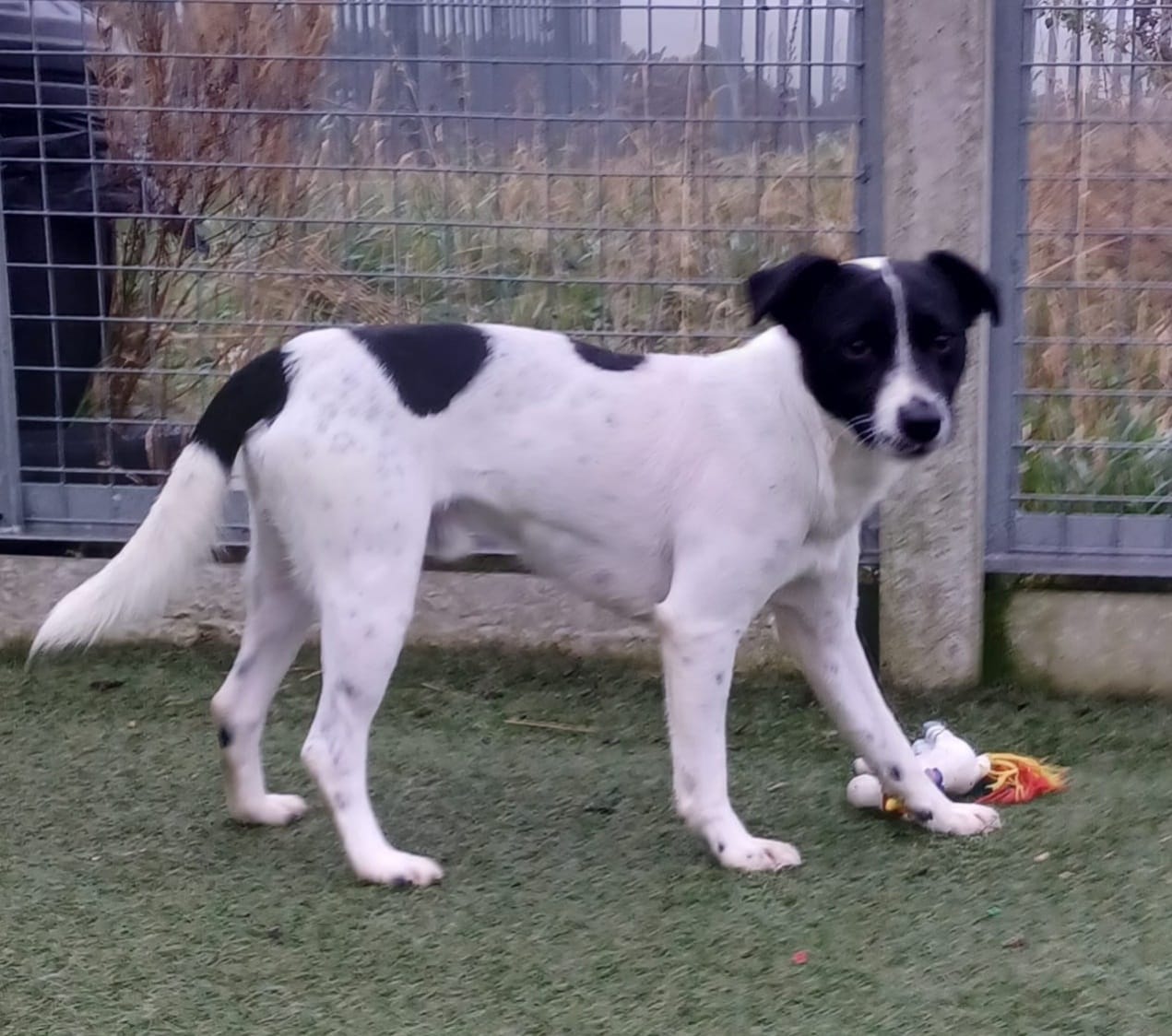 Dogs For Adoption in Sheffield | The Cliffe Kennels