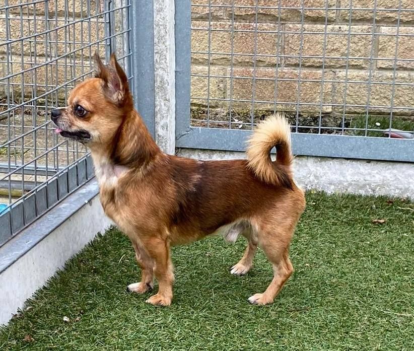 Dogs For Adoption in Sheffield | The Cliffe Kennels