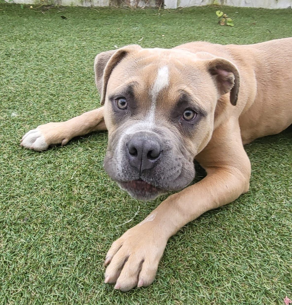 Dogs For Adoption in Sheffield | The Cliffe Kennels