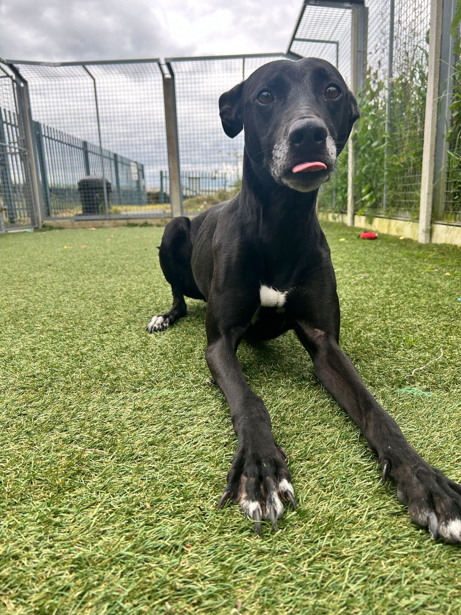 Dogs For Adoption in Sheffield | The Cliffe Kennels