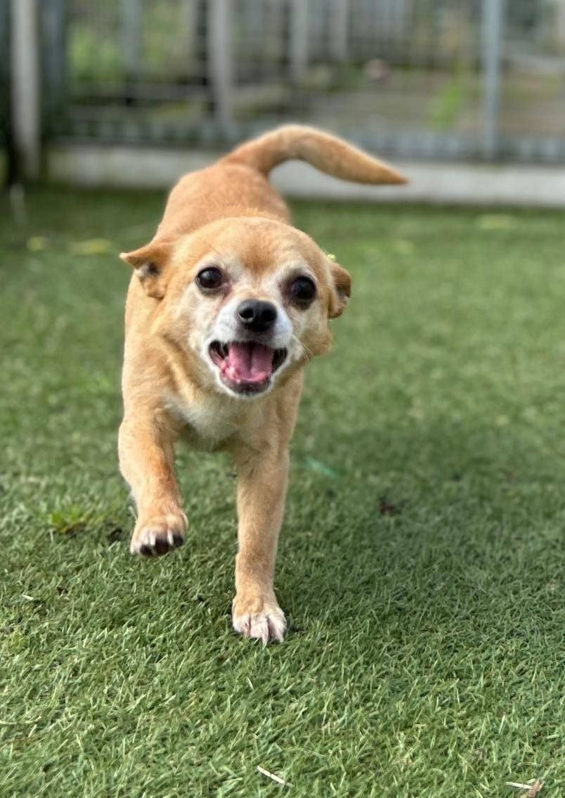 Dogs For Adoption in Sheffield | The Cliffe Kennels