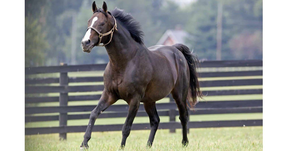Canadian Thoroughbred Horse Society (CTHS) | Ontario