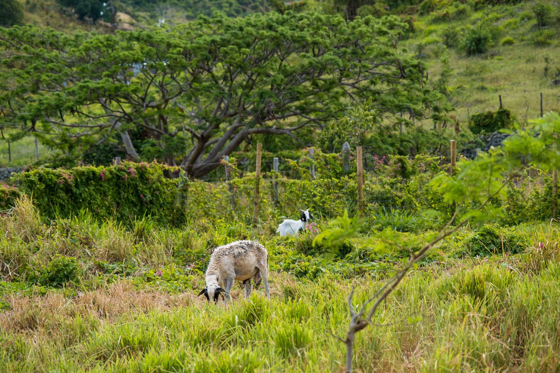 Our history | Golden Grove Farm | Saint-Martin