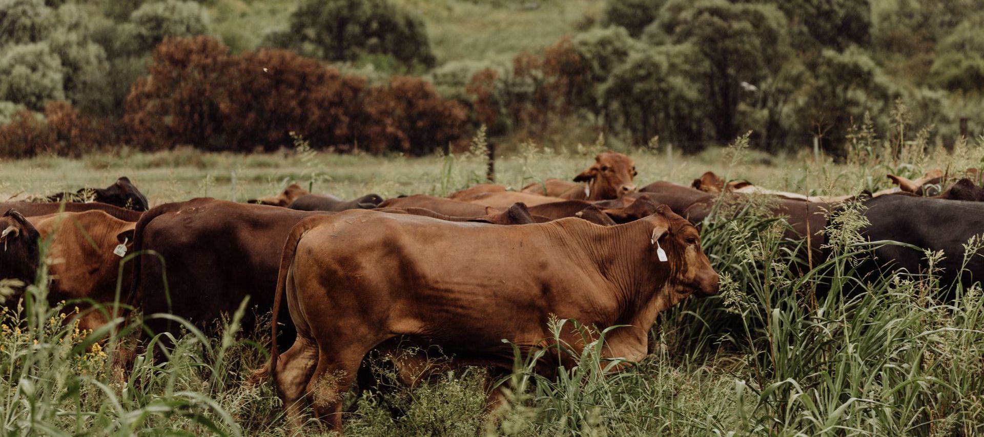 Allied Beef | Australia’s Premium Beef Cattle Partner