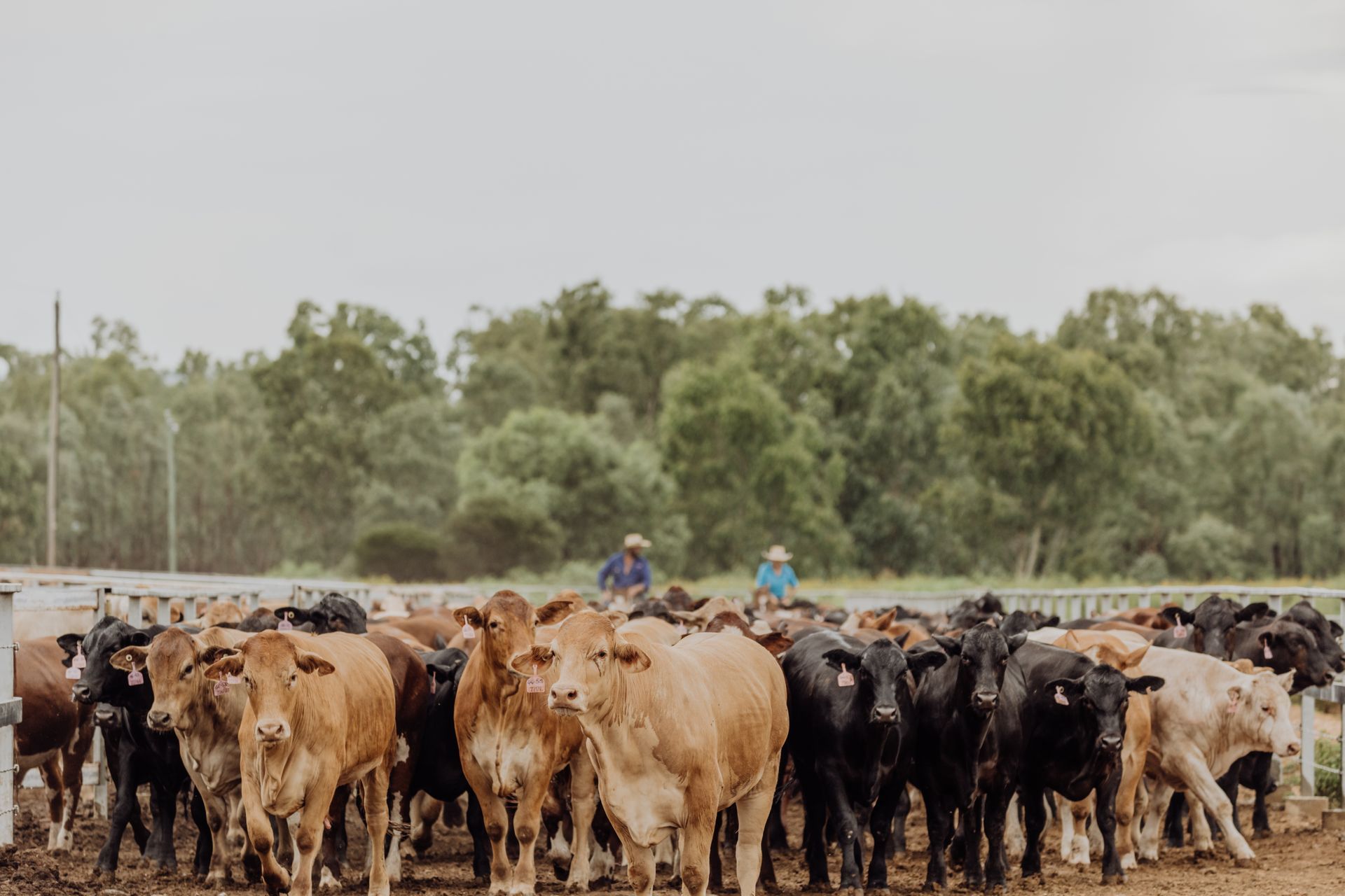 Allied Beef | Australia’s Premium Beef Cattle Partner