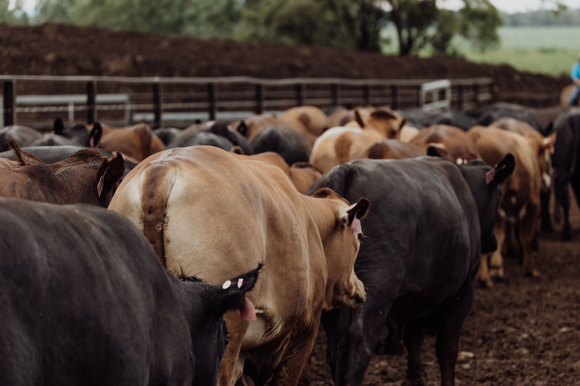 Allied Beef | Australia’s Premium Beef Cattle Partner