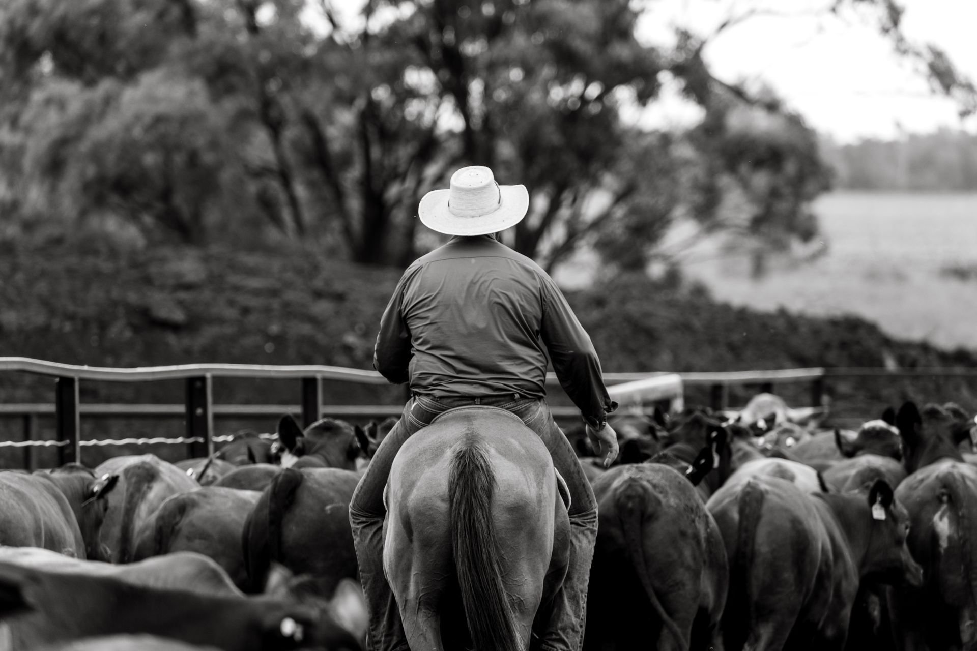 Allied Beef | Australia’s Premium Beef Cattle Partner