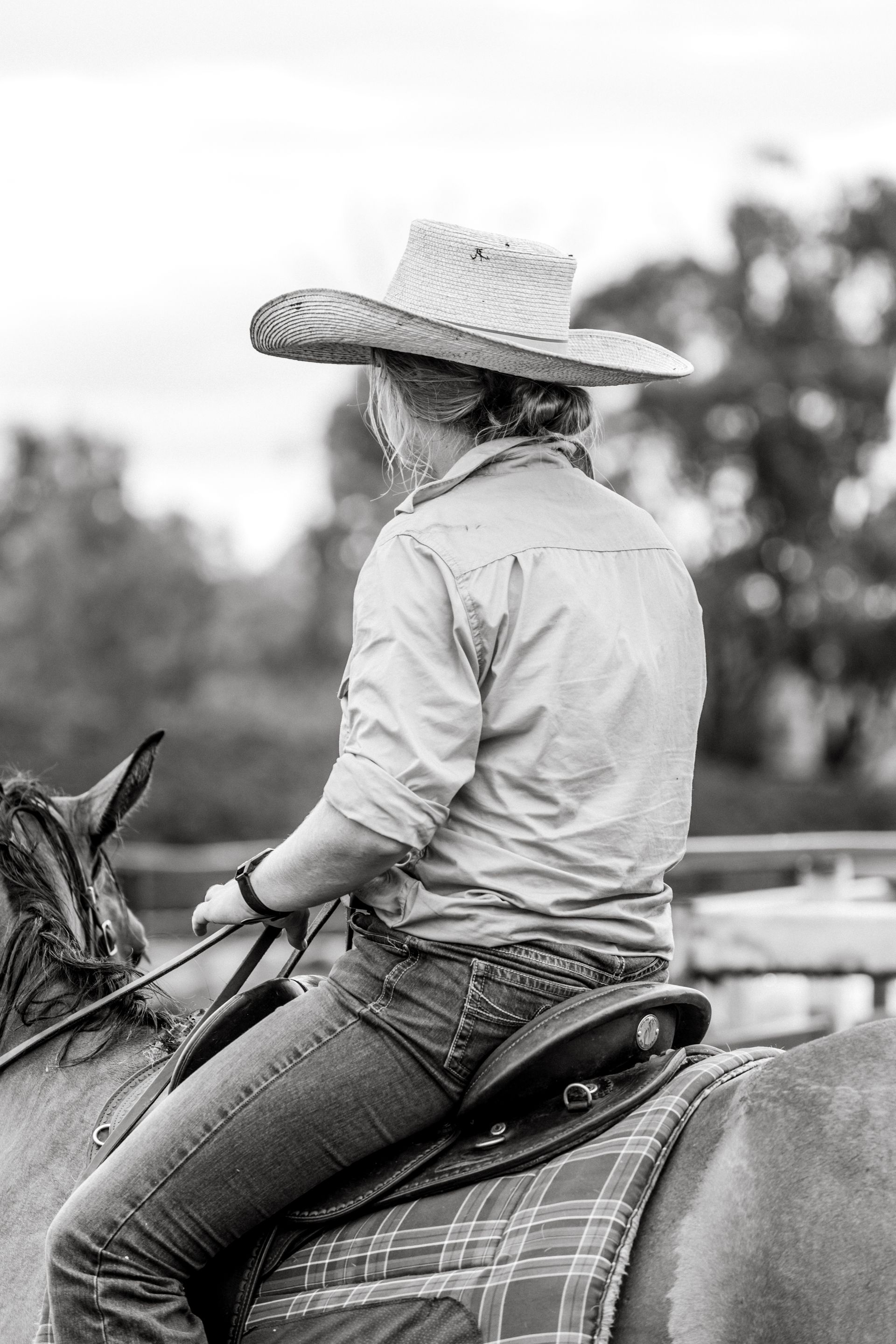 Allied Beef | Australia’s Premium Beef Cattle Partner