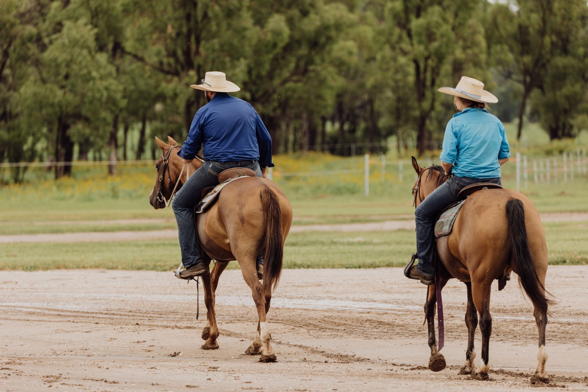 Allied Beef | Australia’s Premium Beef Cattle Partner