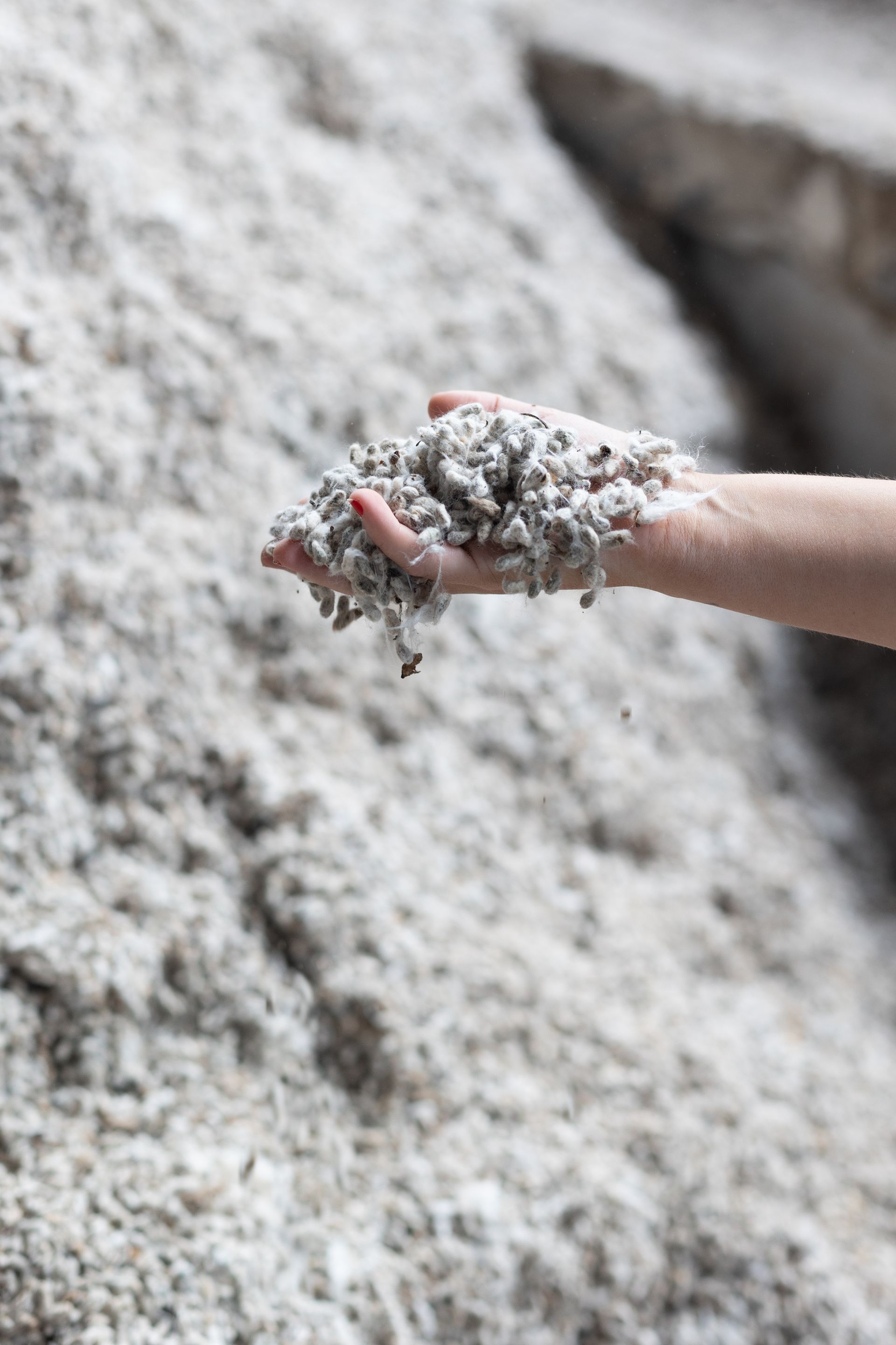 Allied Beef | Australia’s Premium Beef Cattle Partner