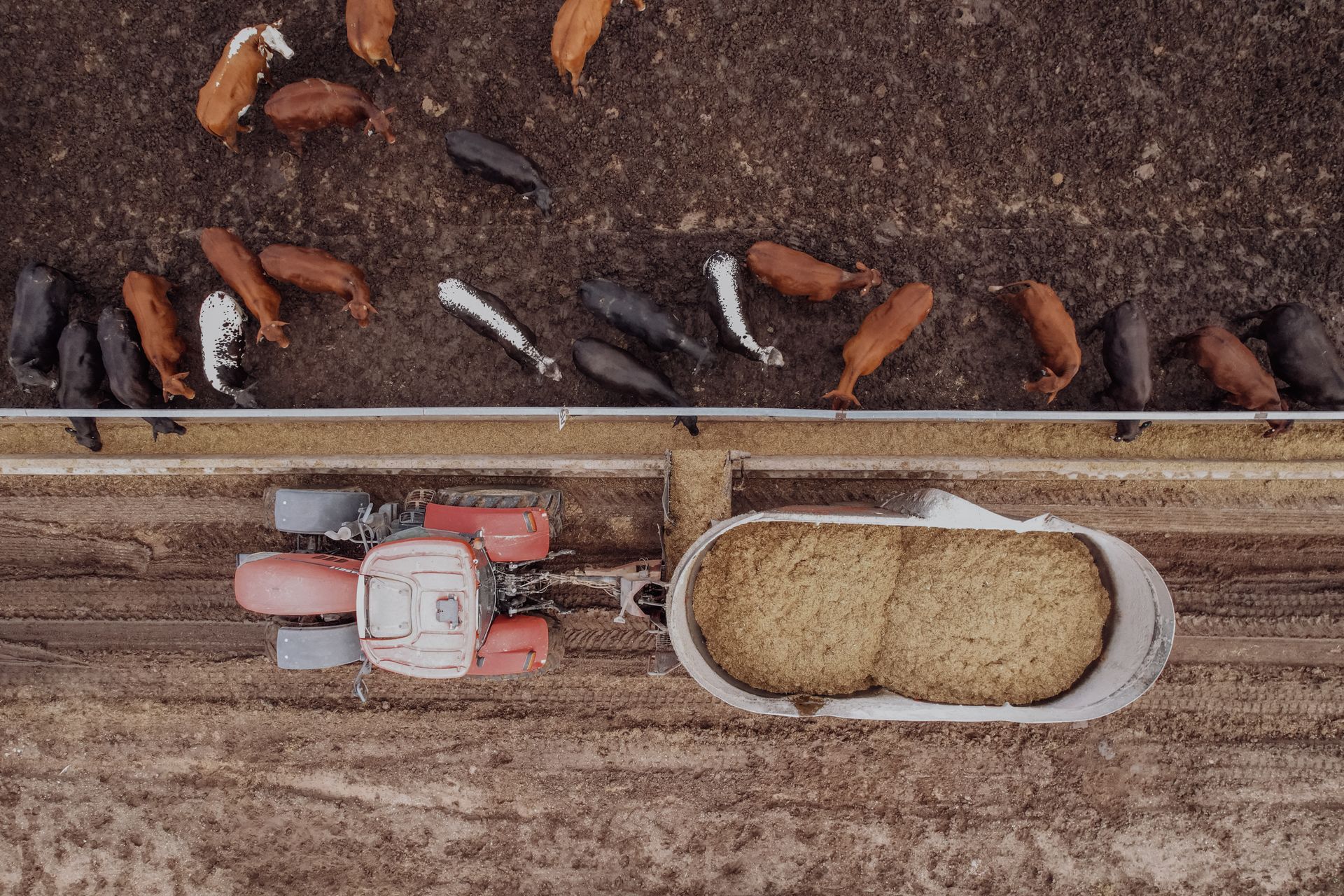 Allied Beef | Australia’s Premium Beef Cattle Partner