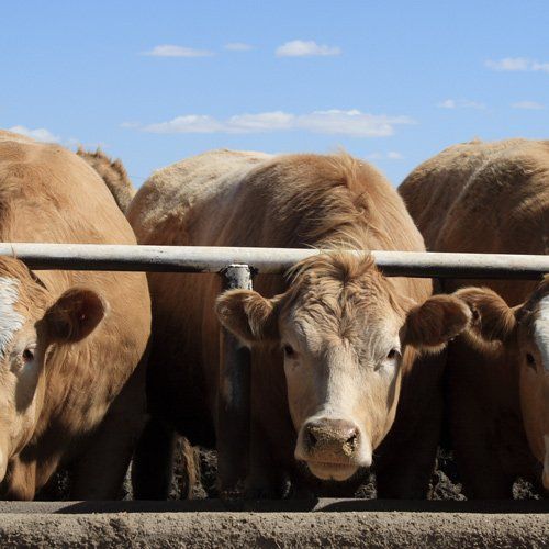 Allied Beef | Australia’s Premium Beef Cattle Partner