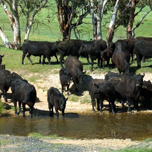 Allied Beef | Australia’s Premium Beef Cattle Partner